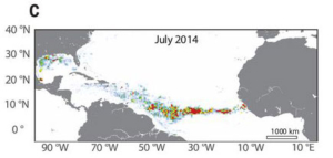 About sargassum - SARGASSUM INFORMATION HUB