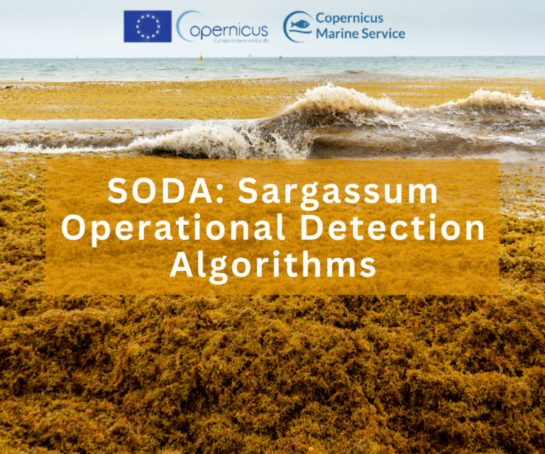 NEWS - SARGASSUM INFORMATION HUB