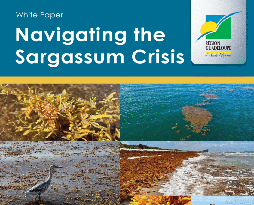 Sargassum Hub - SARGASSUM INFORMATION HUB